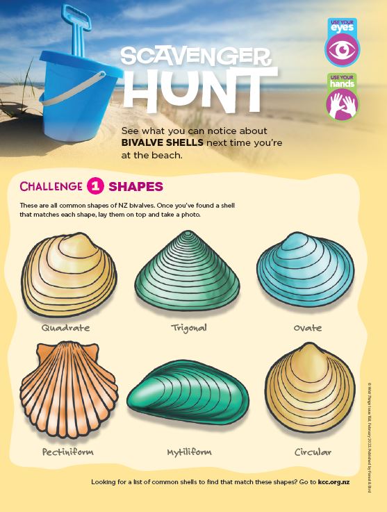 Bivalve Scavenger Hunt – Kiwi Conservation Club