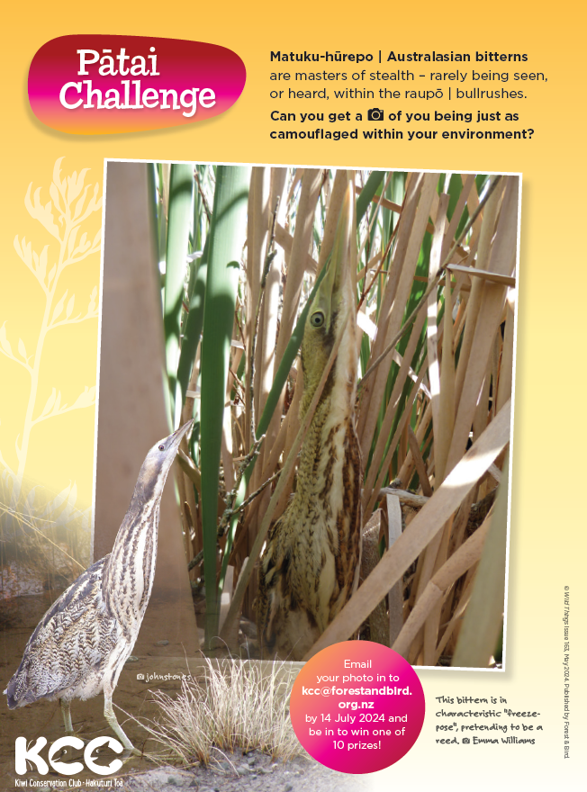 Pātai: Be Stealth! – Kiwi Conservation Club