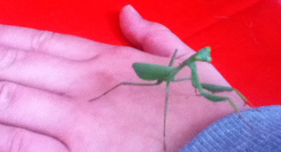 How are Springboks Winning in the Insect World? – Kiwi Conservation Club