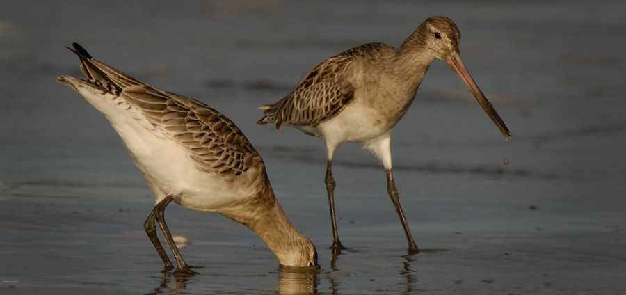 The Bar-Tailed Godwit – Kiwi Conservation Club
