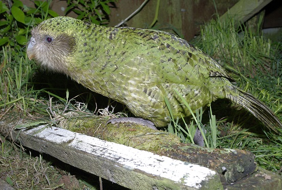 Go Team Kākāpō! – Kiwi Conservation Club