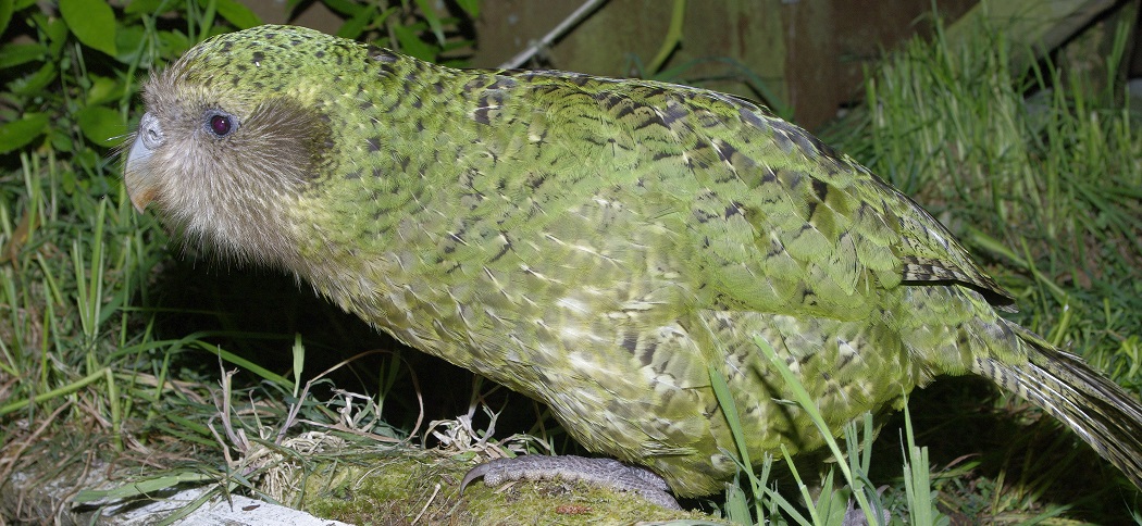 Go Team Kākāpō! – Kiwi Conservation Club