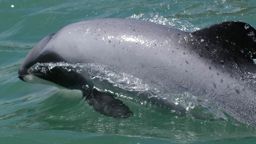 Keep Fighting for Popoto – Kiwi Conservation Club