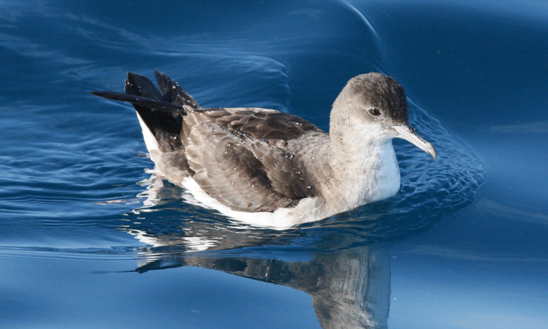 Help keep seabirds off the hook! – Kiwi Conservation Club
