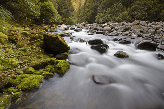 Freshwater for Life – Kiwi Conservation Club