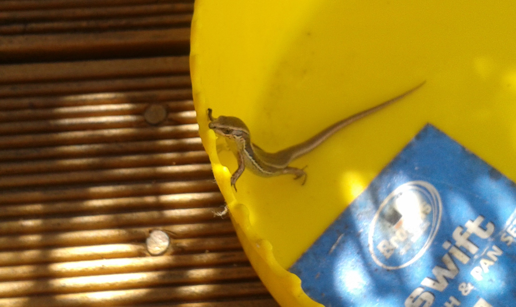 The skink in the sink – Kiwi Conservation Club