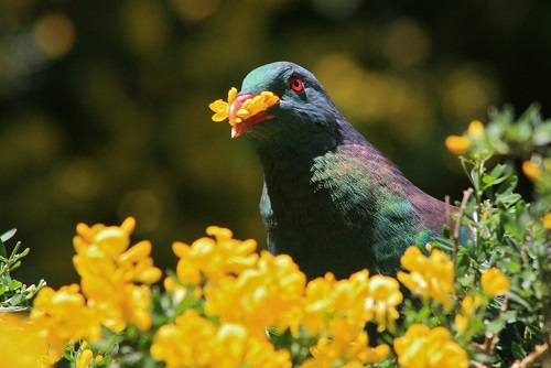 How much do you know about kererū? – Kiwi Conservation Club