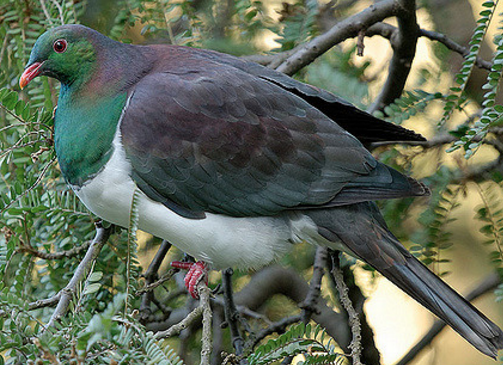 How big is that bird? – Kiwi Conservation Club