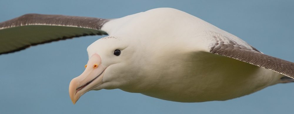 How much do you know about albatrosses? – Kiwi Conservation Club