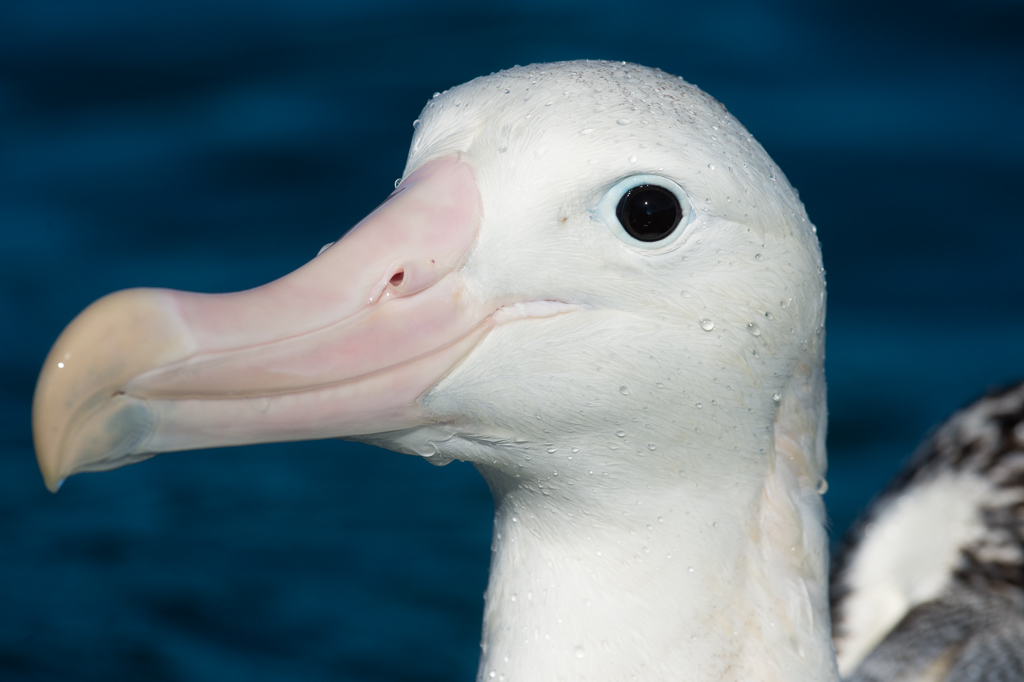 How much do you know about albatrosses? – Kiwi Conservation Club