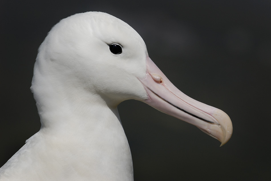 Singing for seabirds – Kiwi Conservation Club