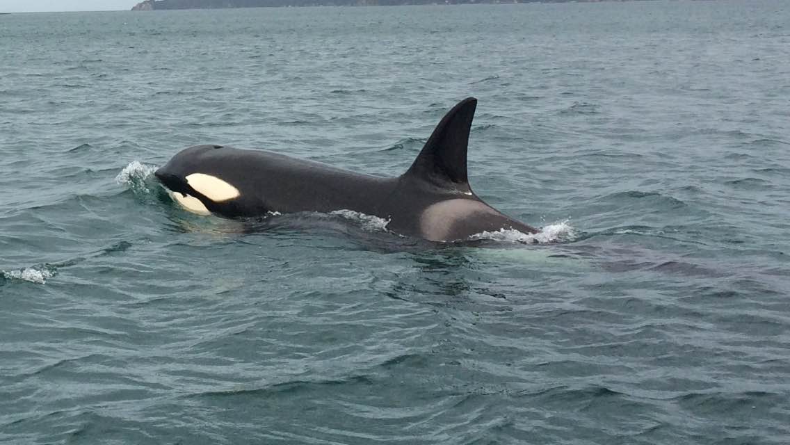 An extraordinary orca encounter – Kiwi Conservation Club