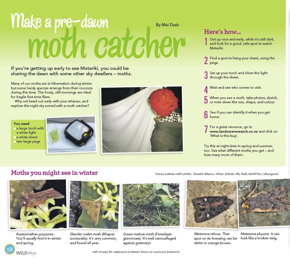 Make a pre-dawn moth catcher – Kiwi Conservation Club