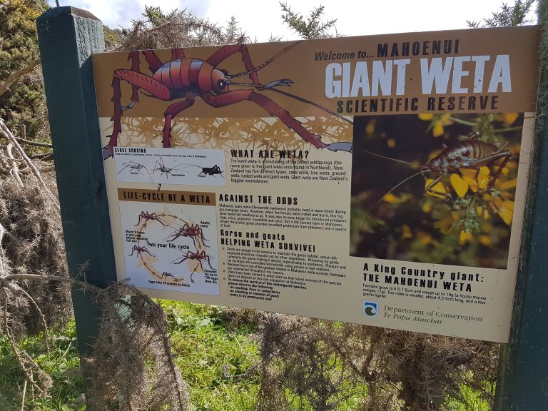 Visiting Mahoenui Giant Wētā Scientific Reserve – Kiwi Conservation Club