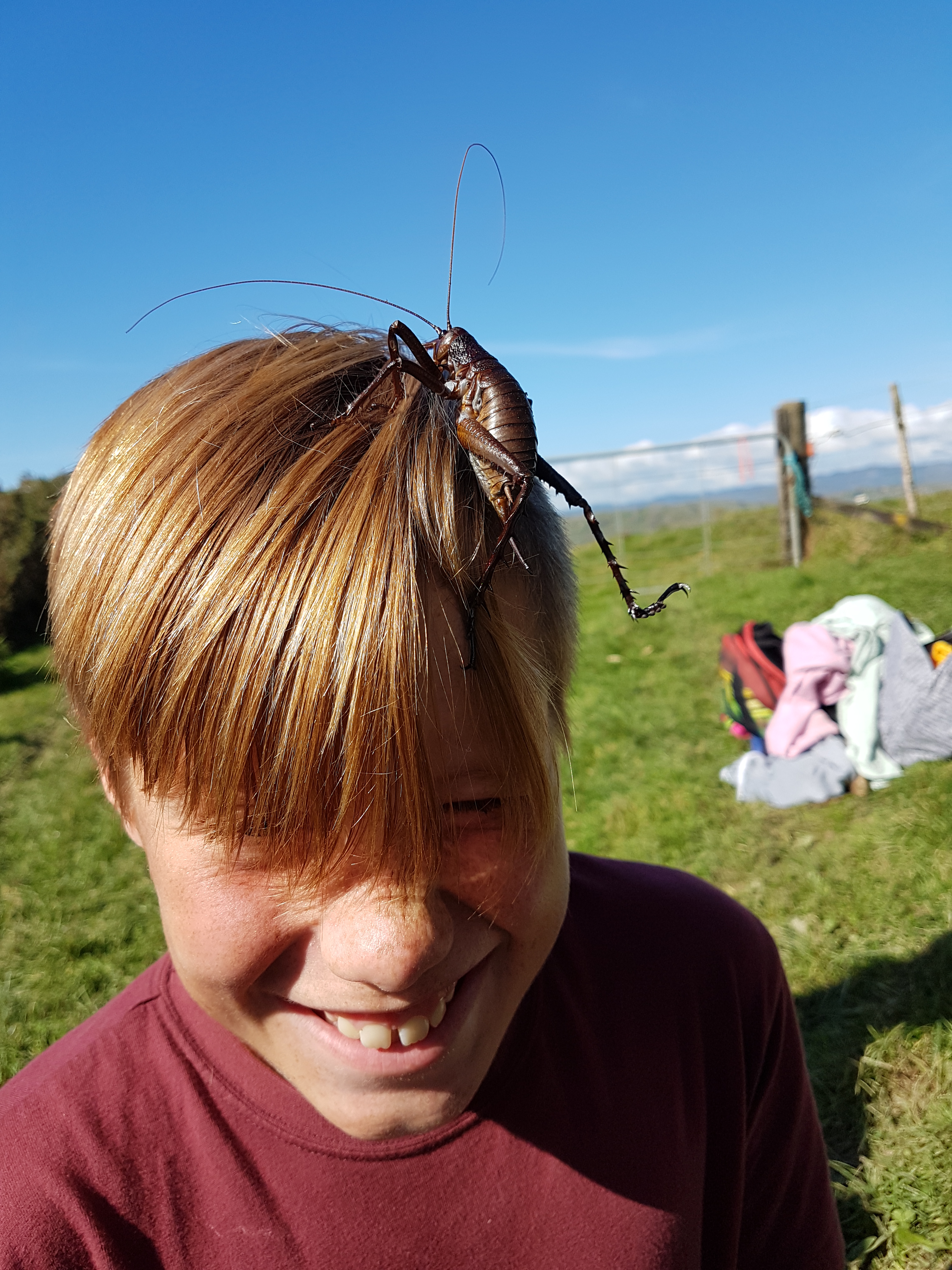 Visiting Mahoenui Giant Wētā Scientific Reserve – Kiwi Conservation Club