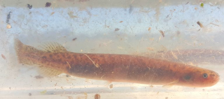 Mudfish Experience @ Middelmost Mudfish Project, Oxford – Kiwi ...