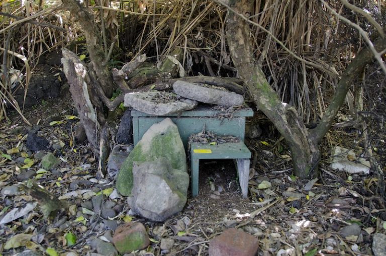 Penguin Box Challenge – Kiwi Conservation Club