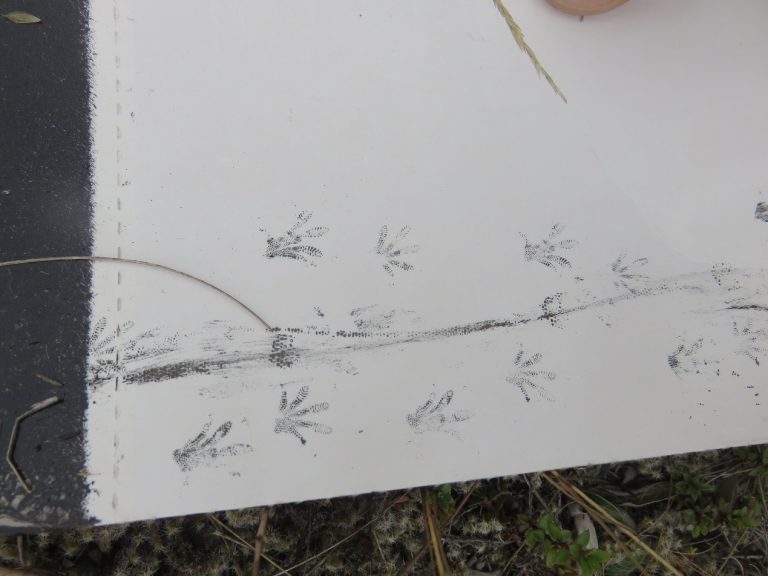 Visiting the tussocky home of some of our beautiful skinks and geckos ...