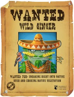 DOC’s War on Weeds – Kiwi Conservation Club