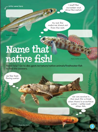 Name that native fish – Kiwi Conservation Club