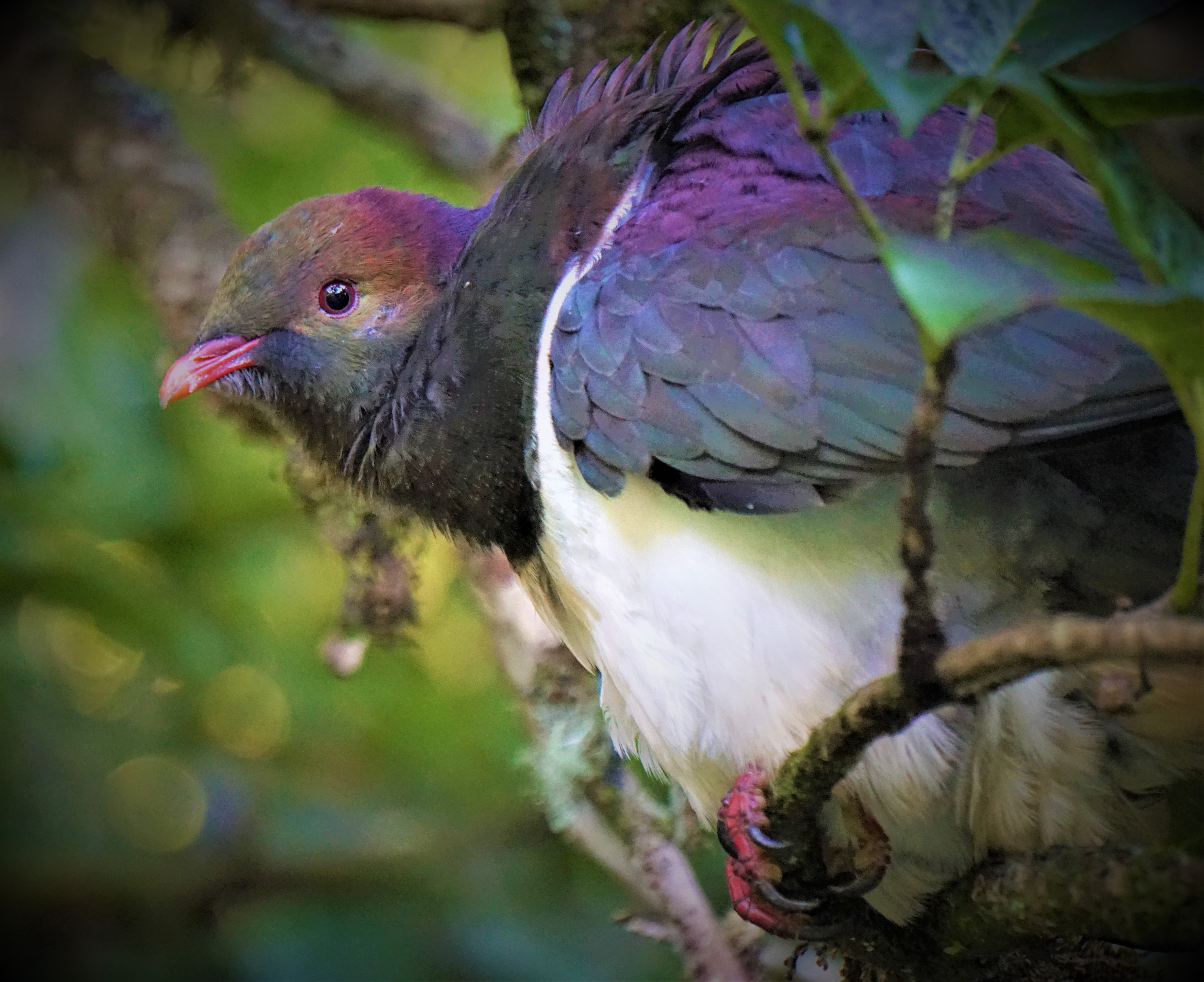 Kererū chick – Kiwi Conservation Club