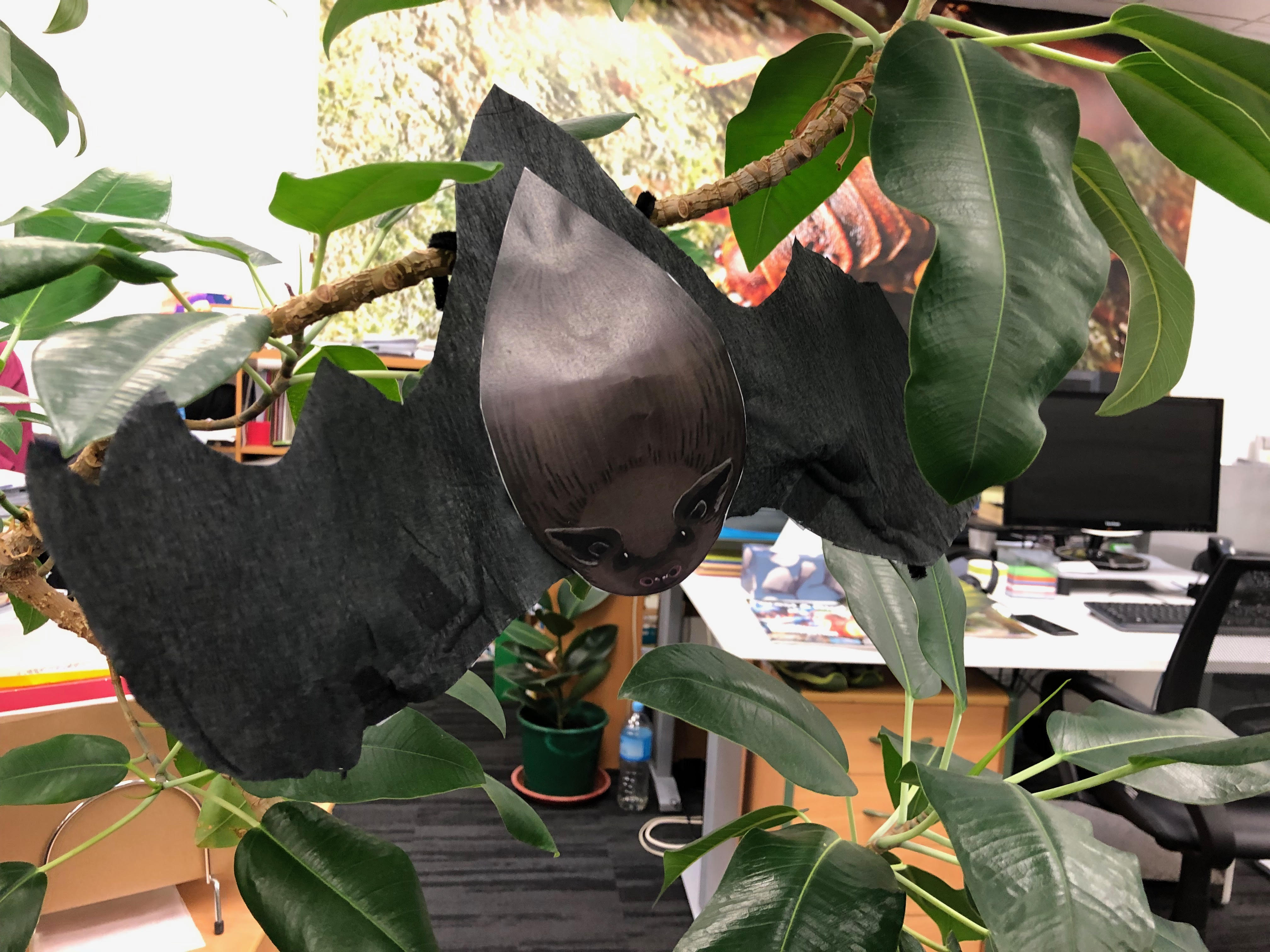 Build a bat – Kiwi Conservation Club