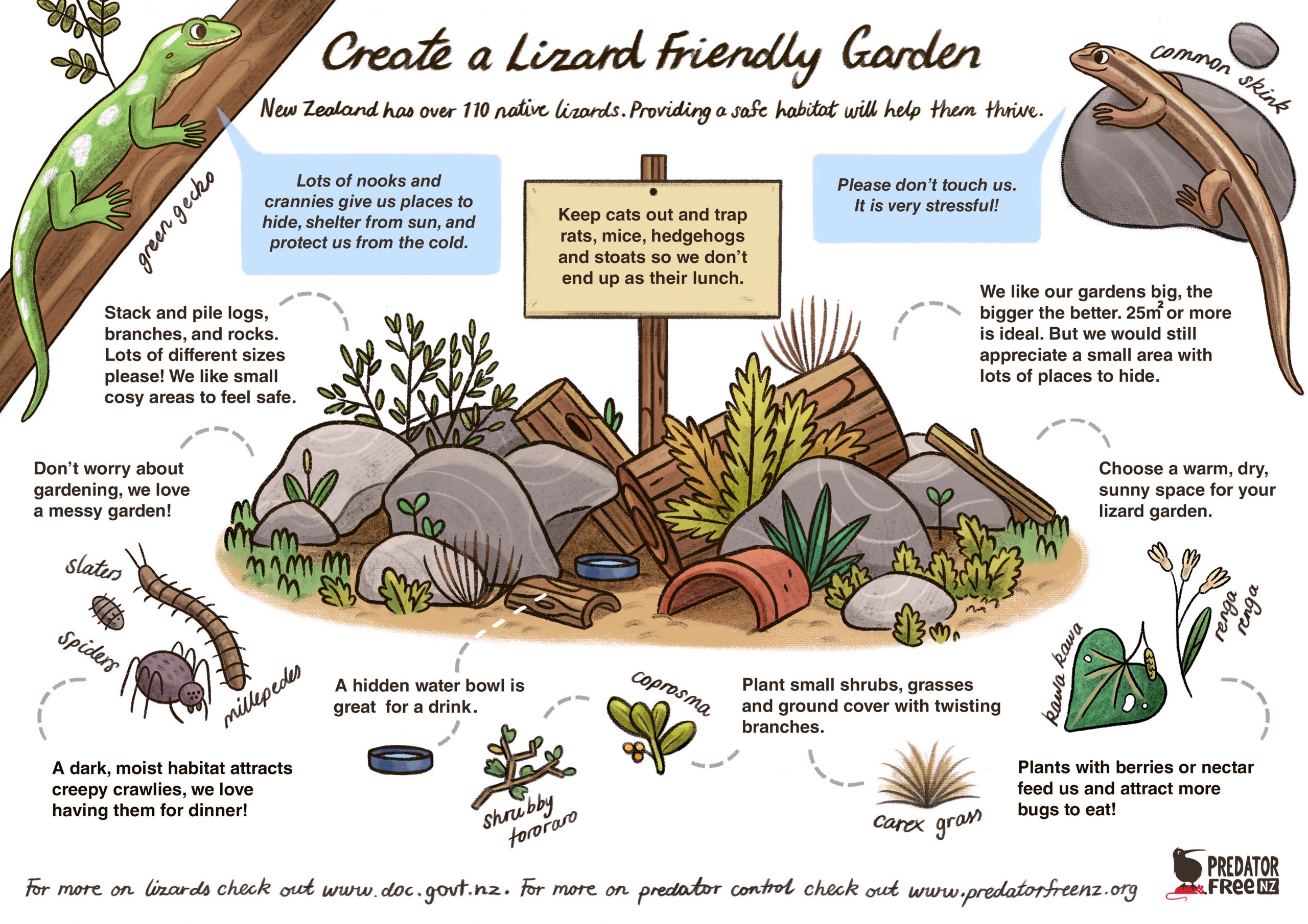 Create a Lizard-Friendly Garden – Kiwi Conservation Club