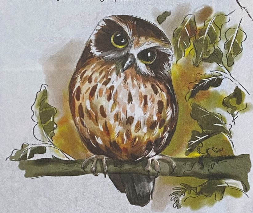 How to Draw series – Kiwi Conservation Club