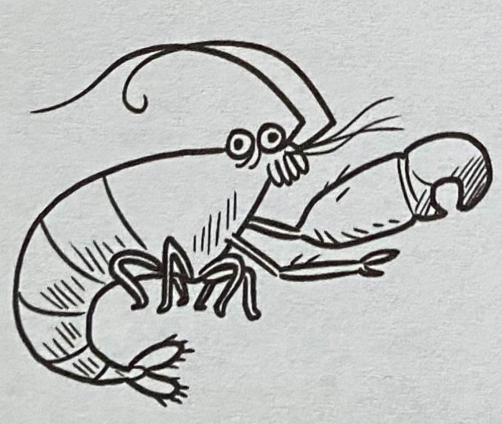 How to Draw series – Kiwi Conservation Club