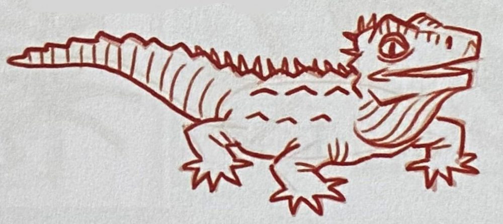 How to Draw series – Kiwi Conservation Club