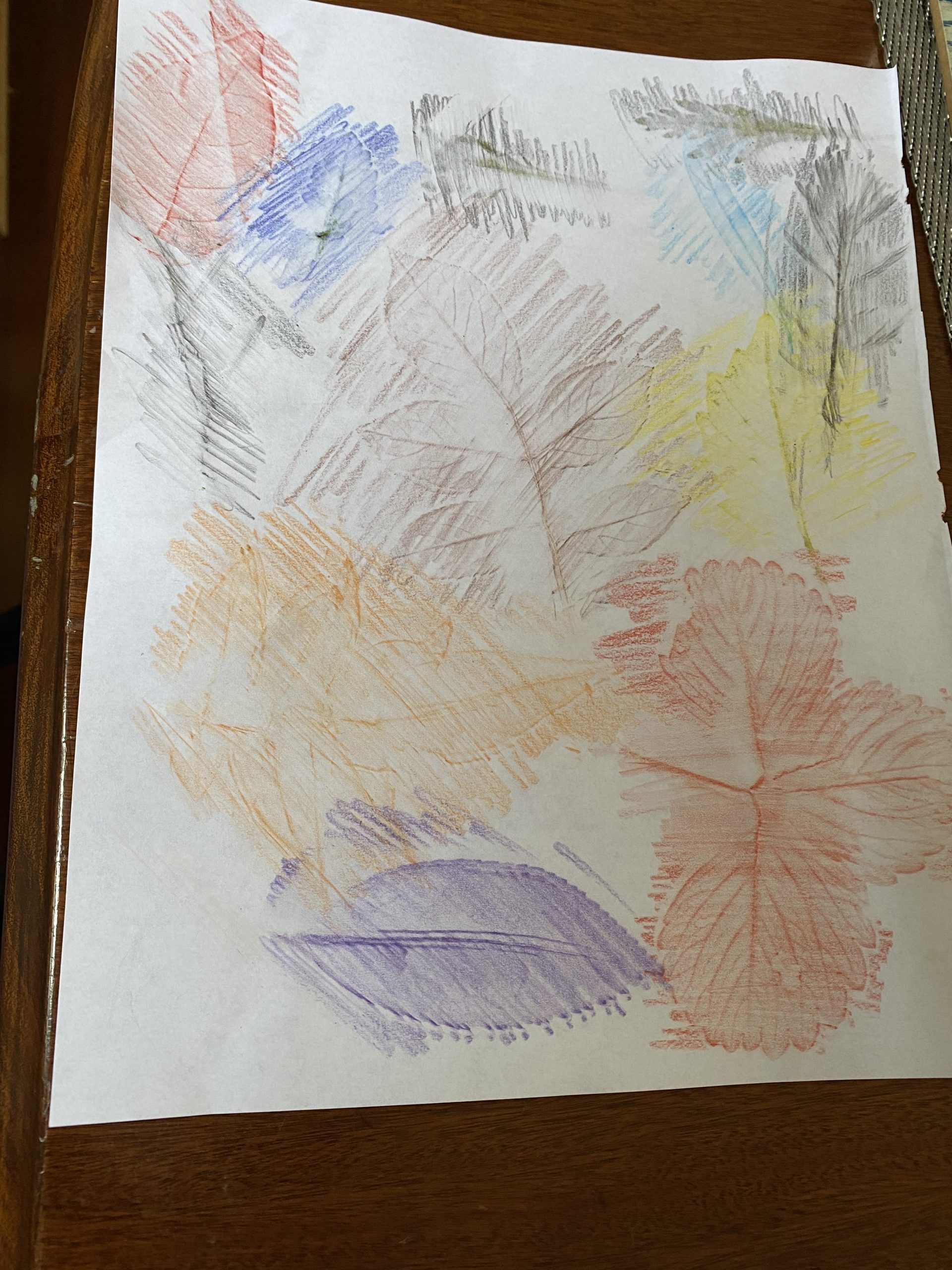 Adventures and Activities with Hoiho! – Kiwi Conservation Club