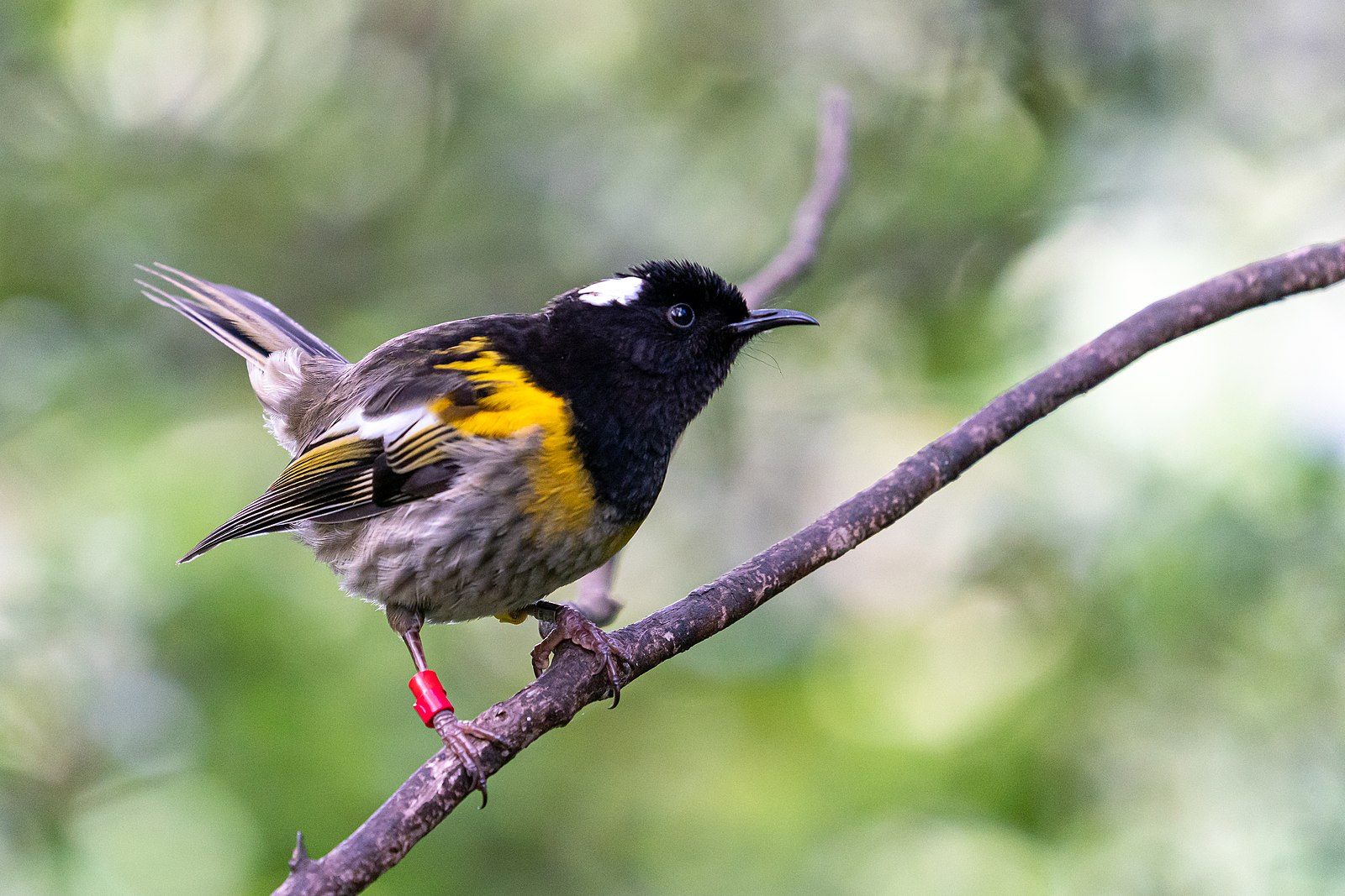 FIND-OUT FRIDAY ANSWERS – Kiwi Conservation Club