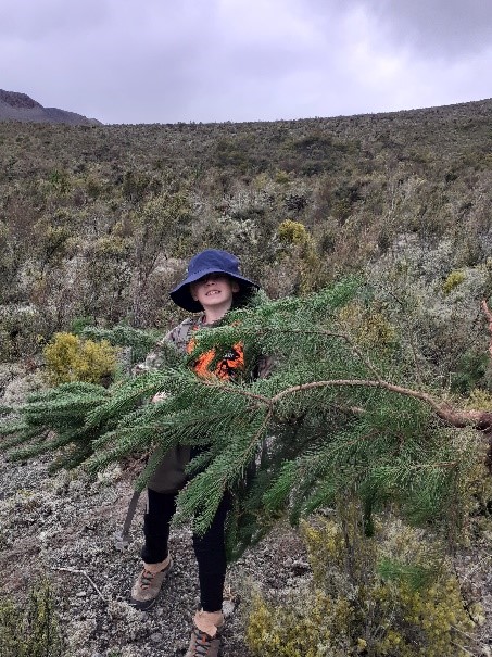 Mt Tarawera Wilding Pine Day – Kiwi Conservation Club