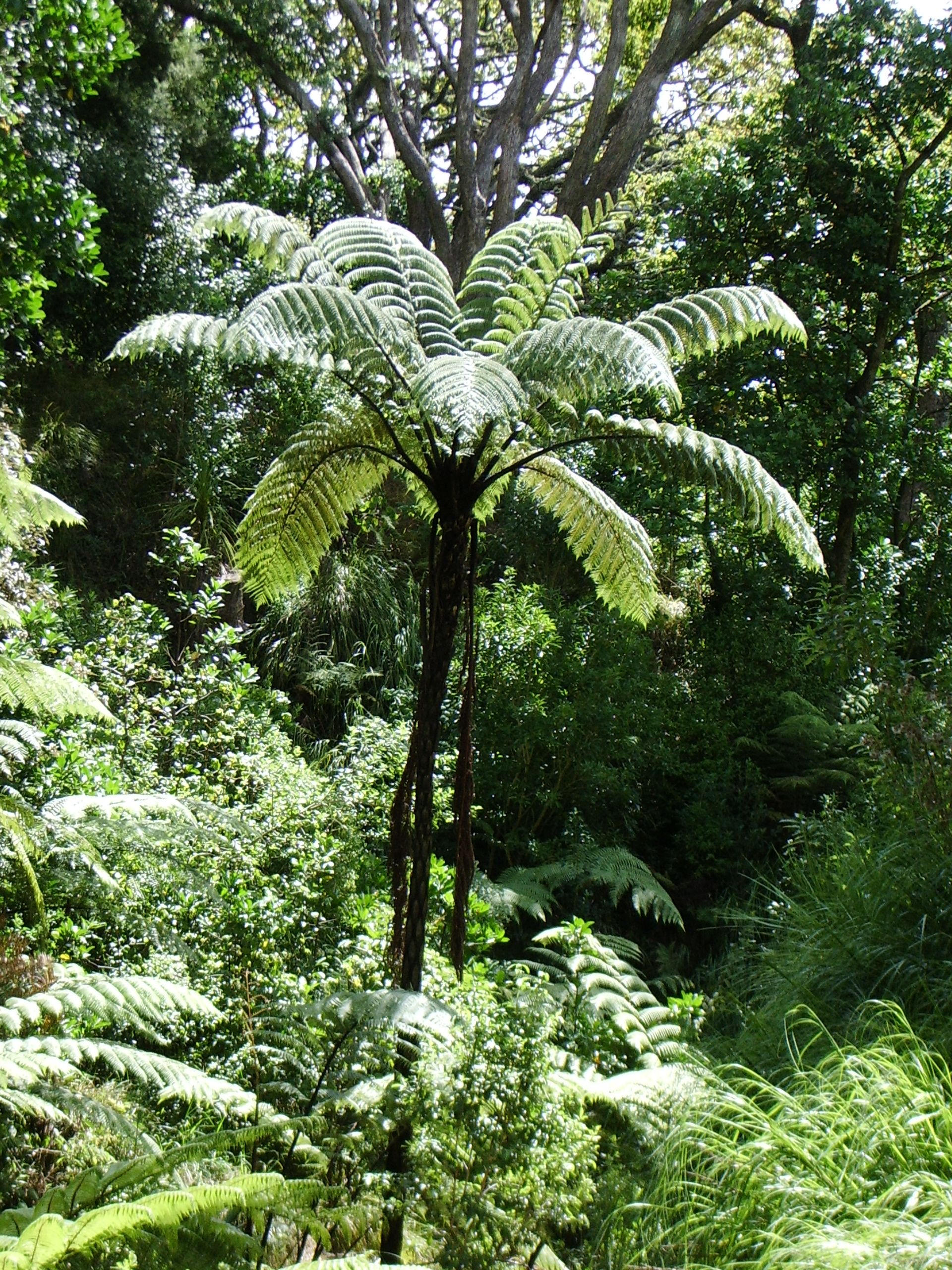 New Zealand ferns – Kiwi Conservation Club