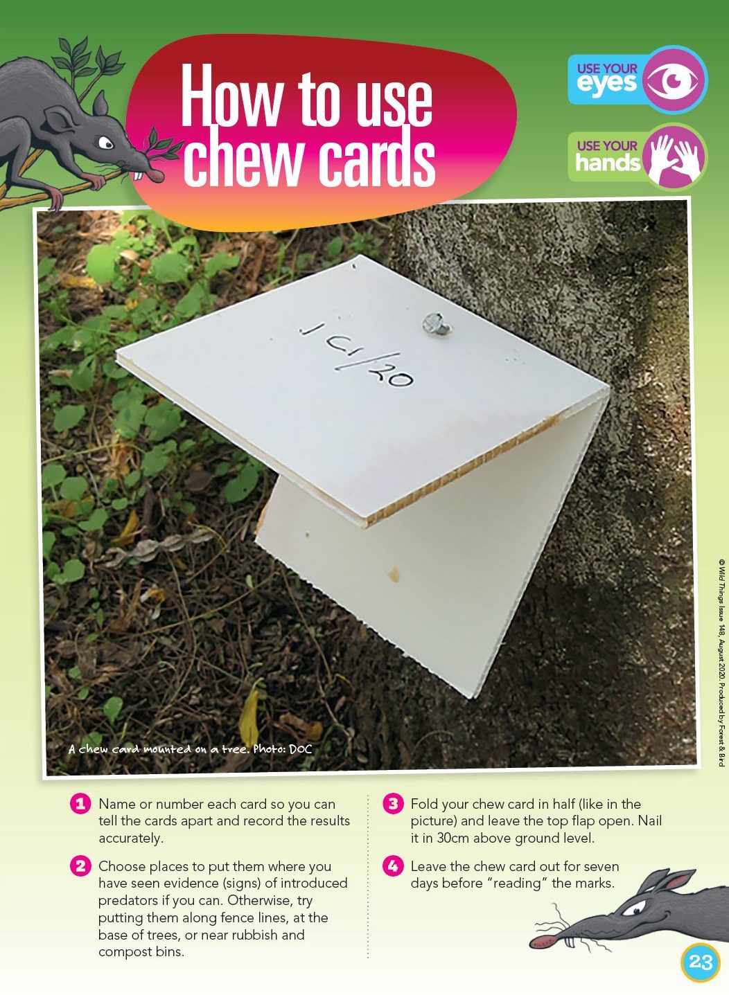 How to use Chew Cards – Kiwi Conservation Club