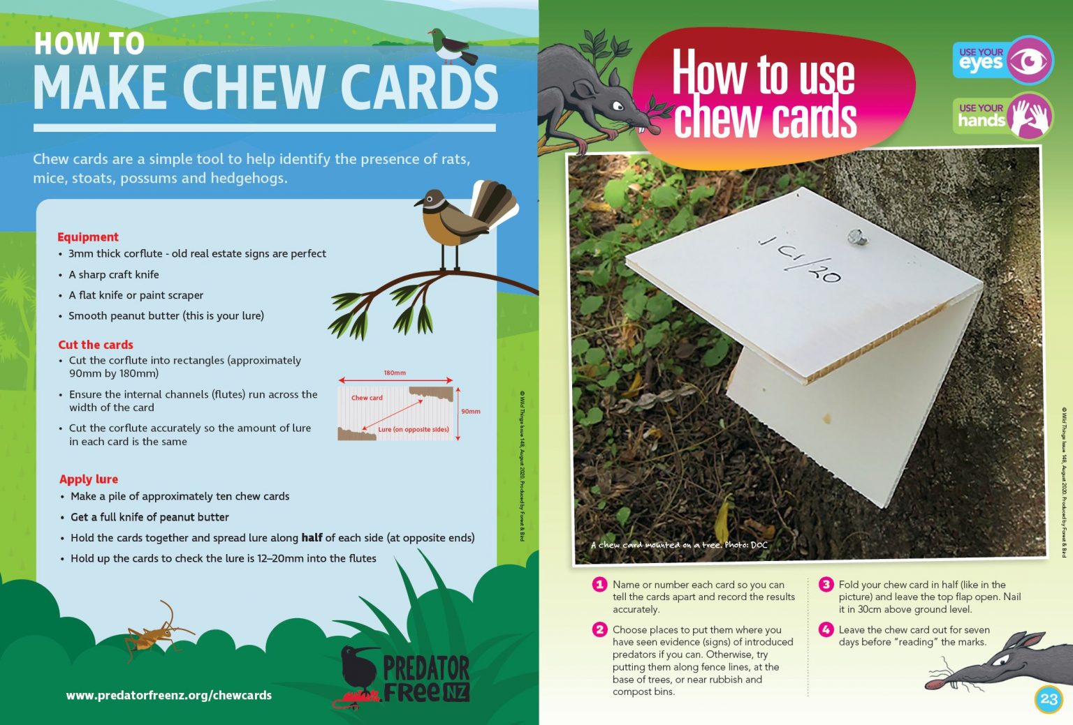 How to use Chew Cards – Kiwi Conservation Club