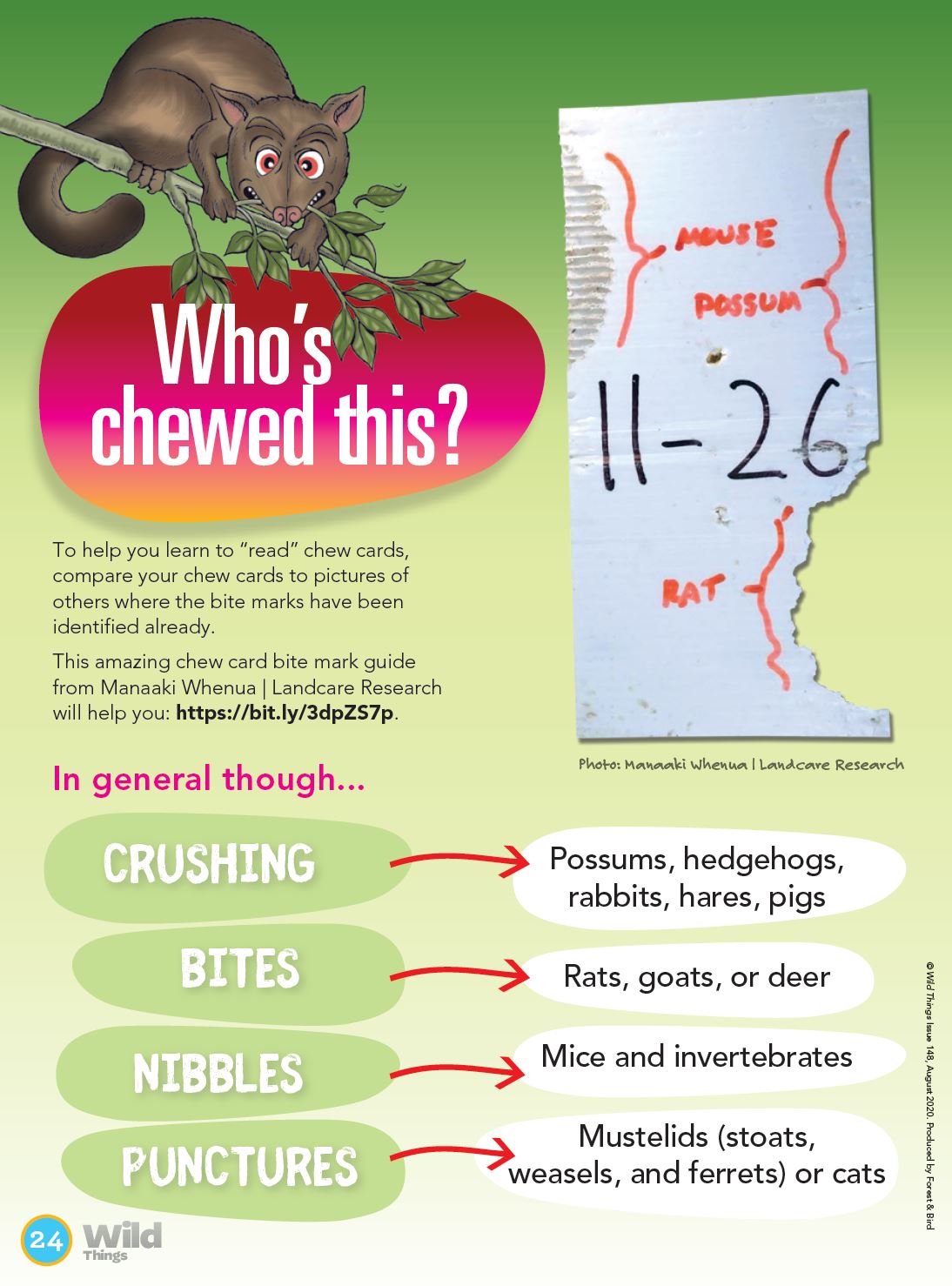 How to use Chew Cards – Kiwi Conservation Club