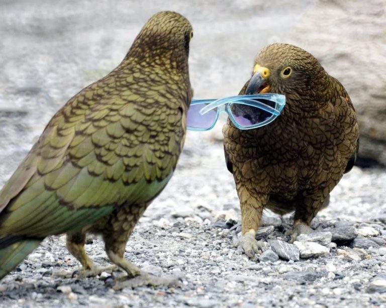 Cheeky Kea – Kiwi Conservation Club