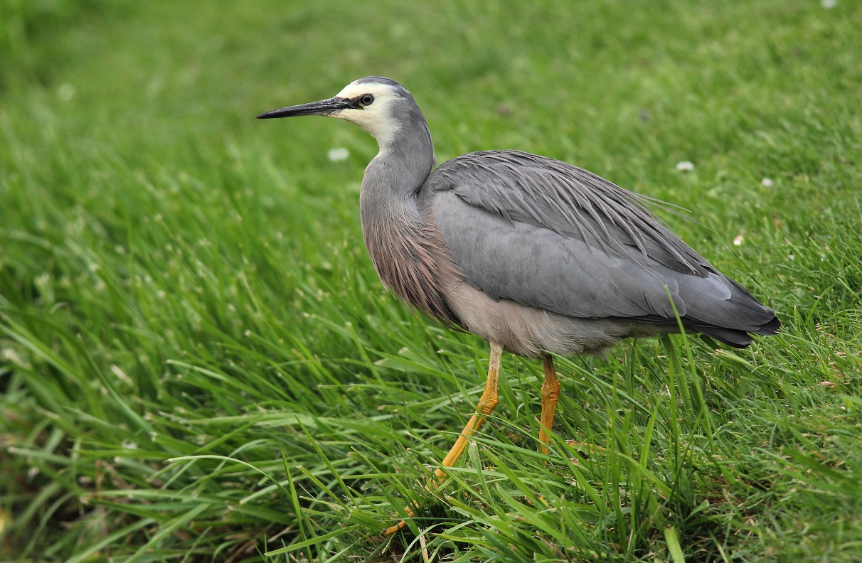 McCormacks bay bird hunt – Kiwi Conservation Club