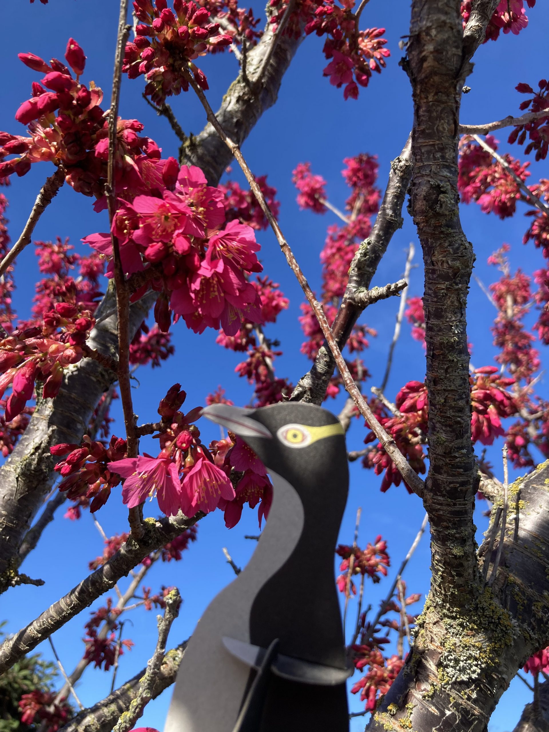 Hoiho has an adventure – Kiwi Conservation Club