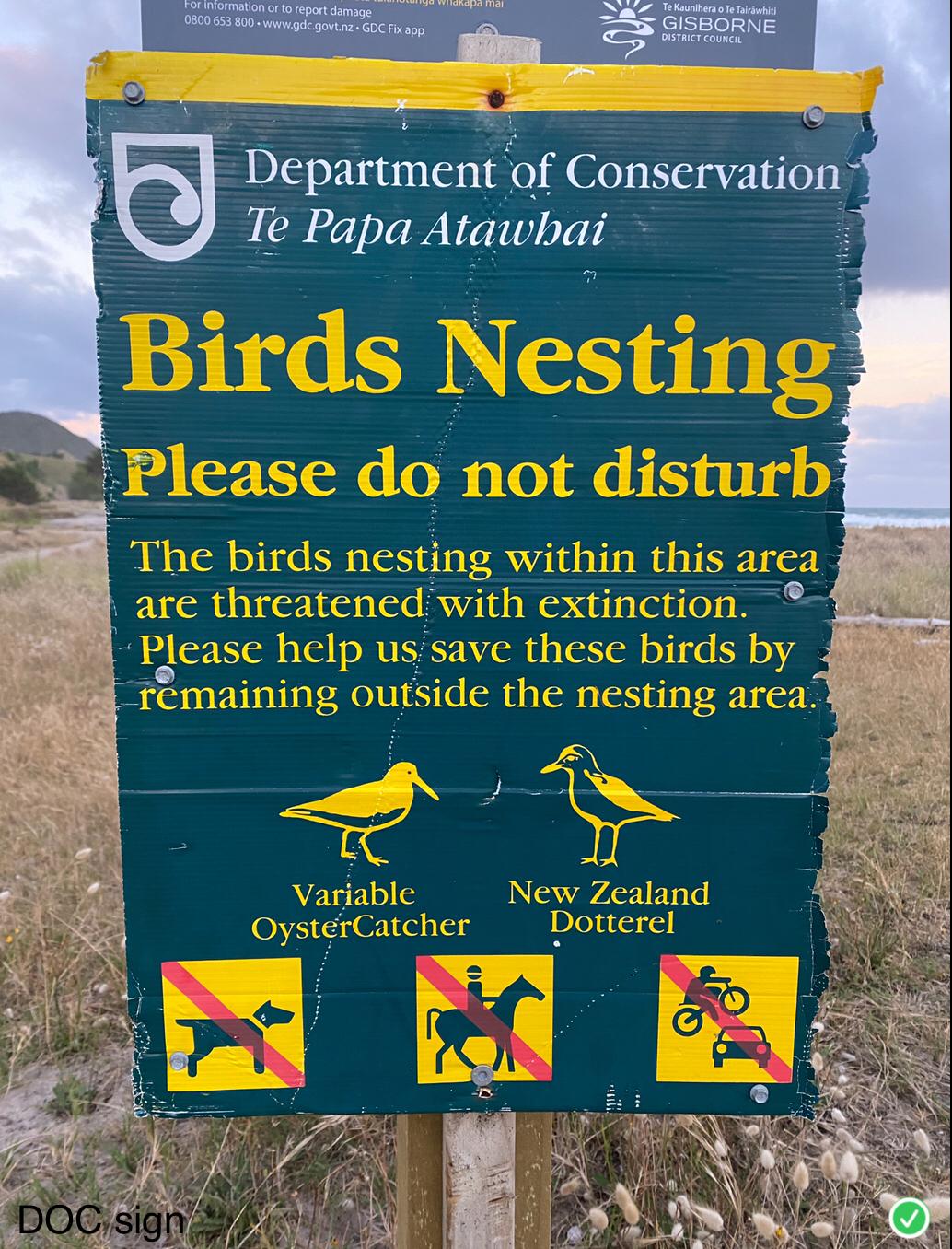 Dotterels – Kiwi Conservation Club