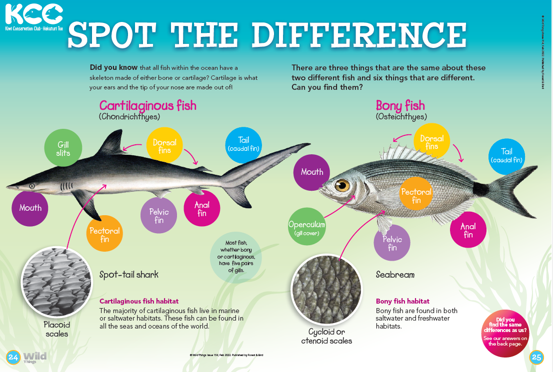 Spot the difference – Ocean Fish – Kiwi Conservation Club