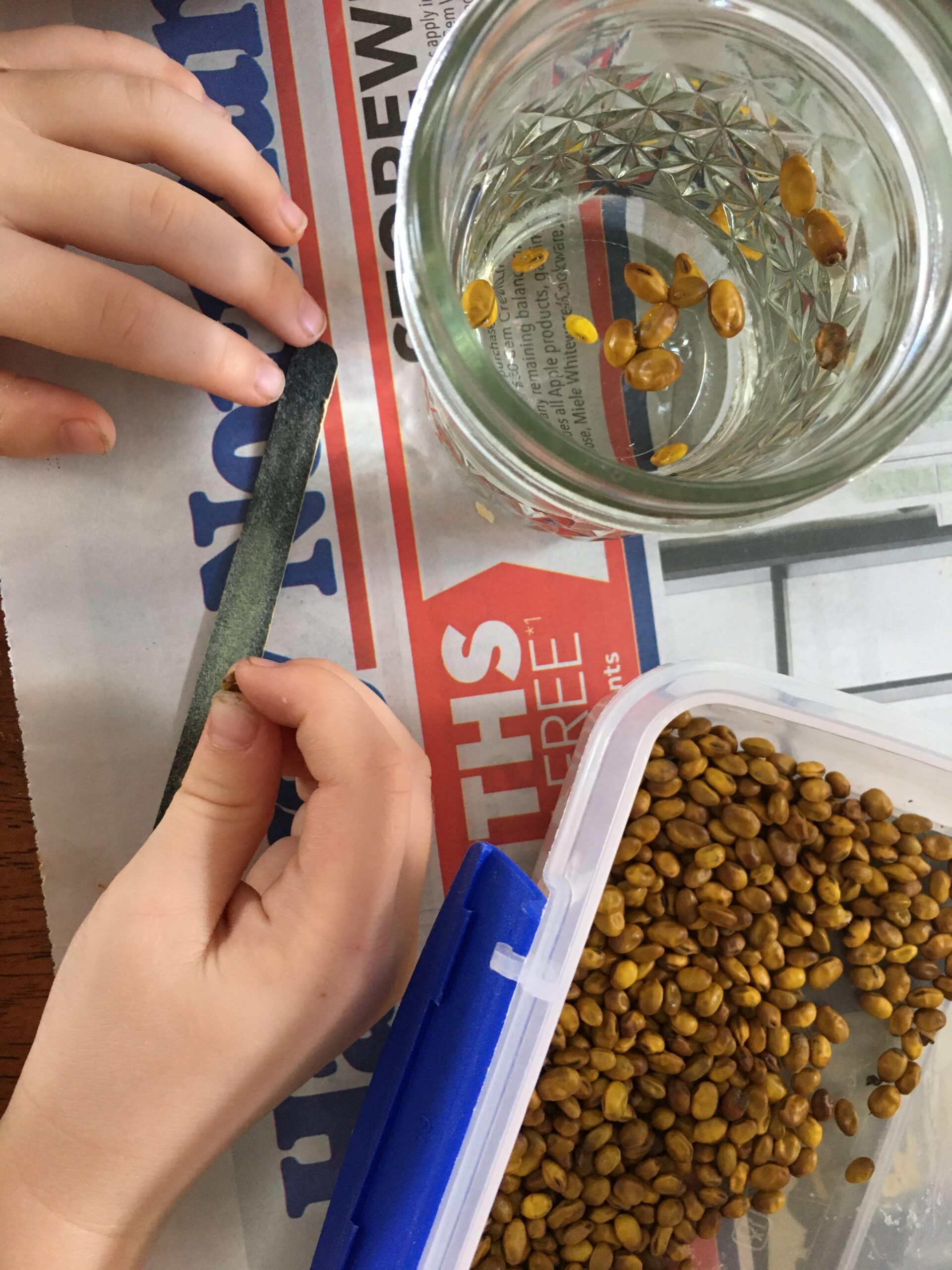 Growing kōwhai – Kiwi Conservation Club