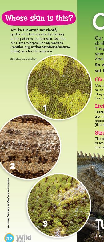 Whose skin is this? – Kiwi Conservation Club
