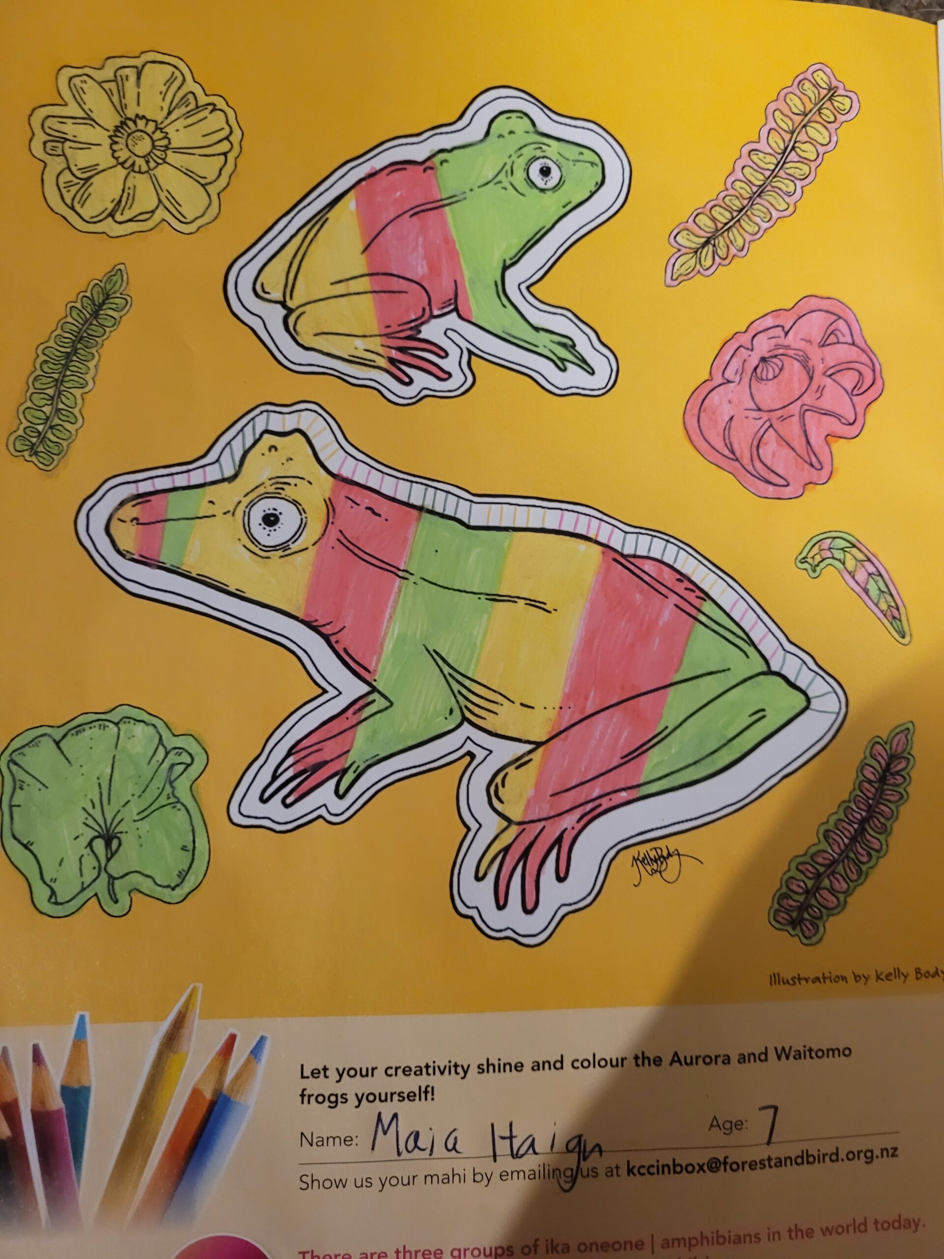 Our Waitomo and Aurora frogs – Kiwi Conservation Club