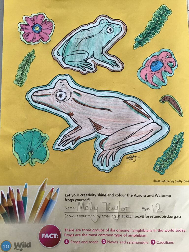 Our Waitomo and Aurora frogs – Kiwi Conservation Club