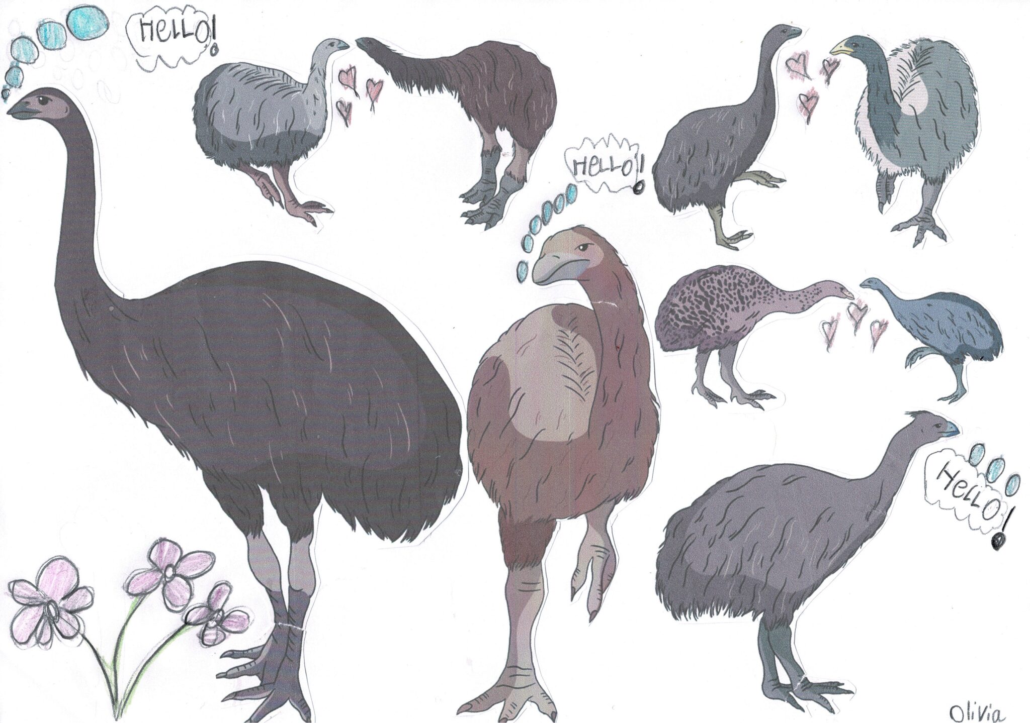 Arrange-a-moa – Kiwi Conservation Club