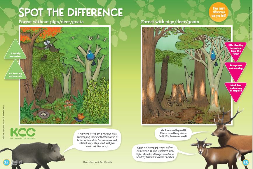 Spot the difference – Pests – Kiwi Conservation Club