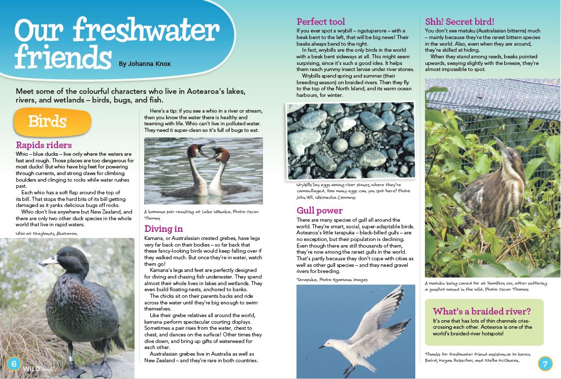 Members-only Area – Kiwi Conservation Club