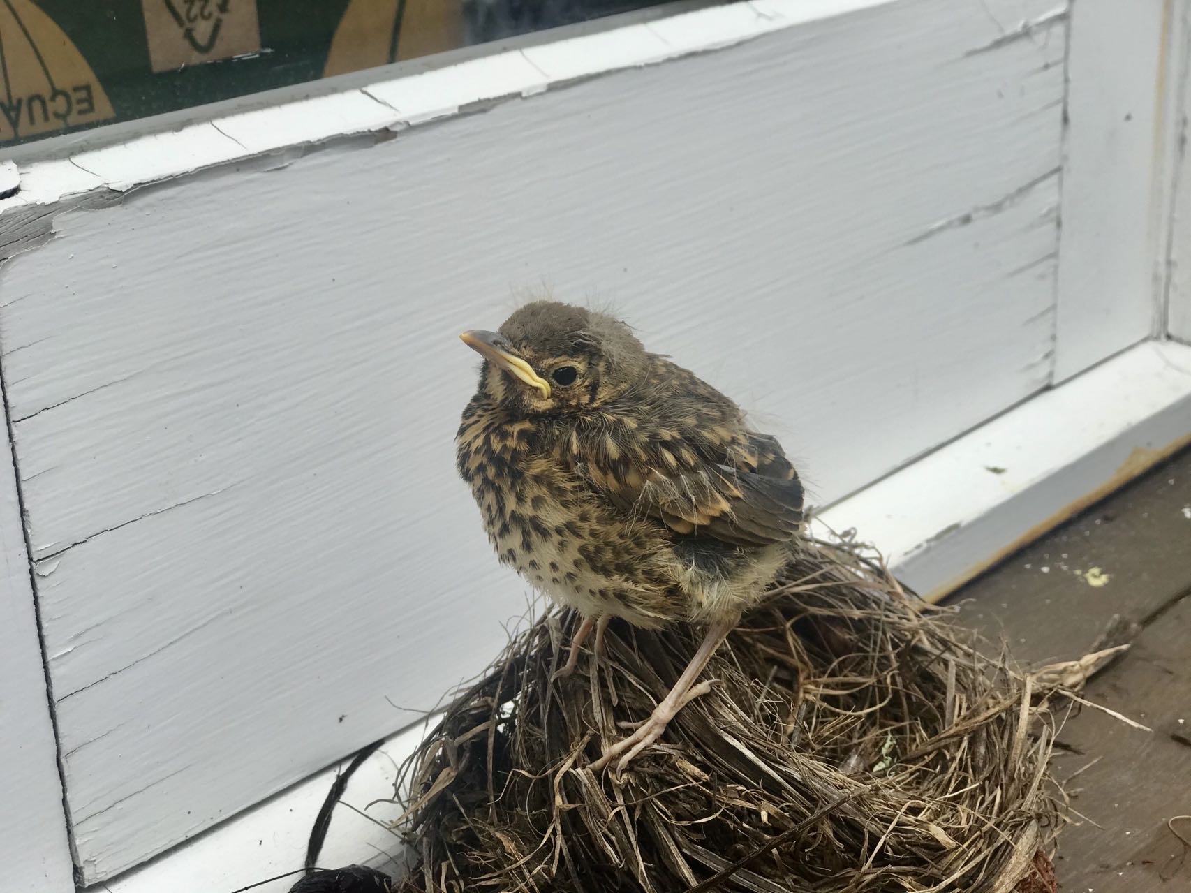 My Bird Story – Kiwi Conservation Club